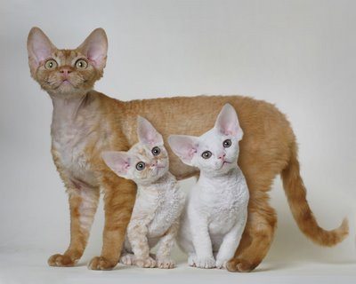 Devon Rex, el gato de pelo rizado - Mundo Cachorro