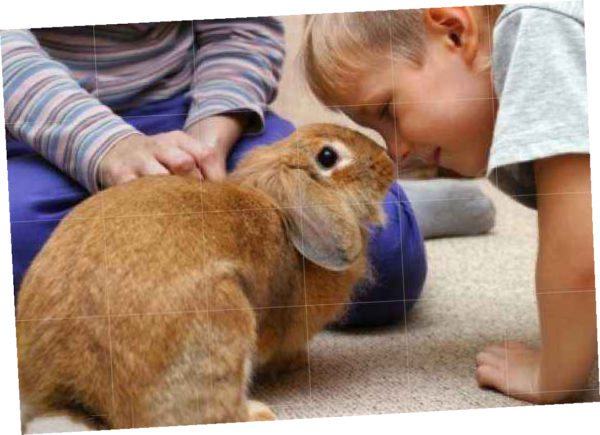 Datos a saber sobre tu conejo - Mundo Cachorro