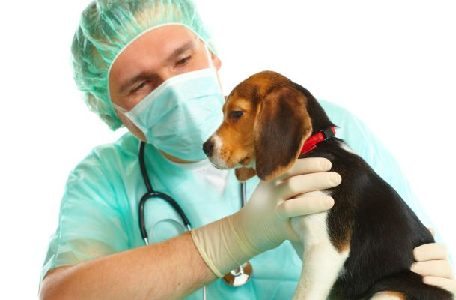 3 ventajas de castrar a un perro - Mundo Cachorro