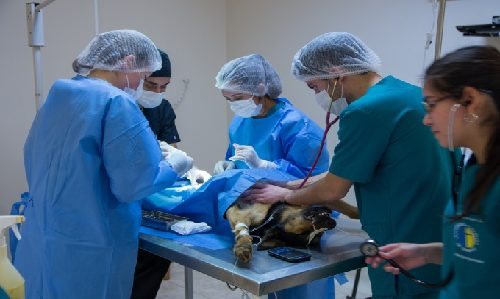 Todo lo que deberías saber sobre la castración en perros